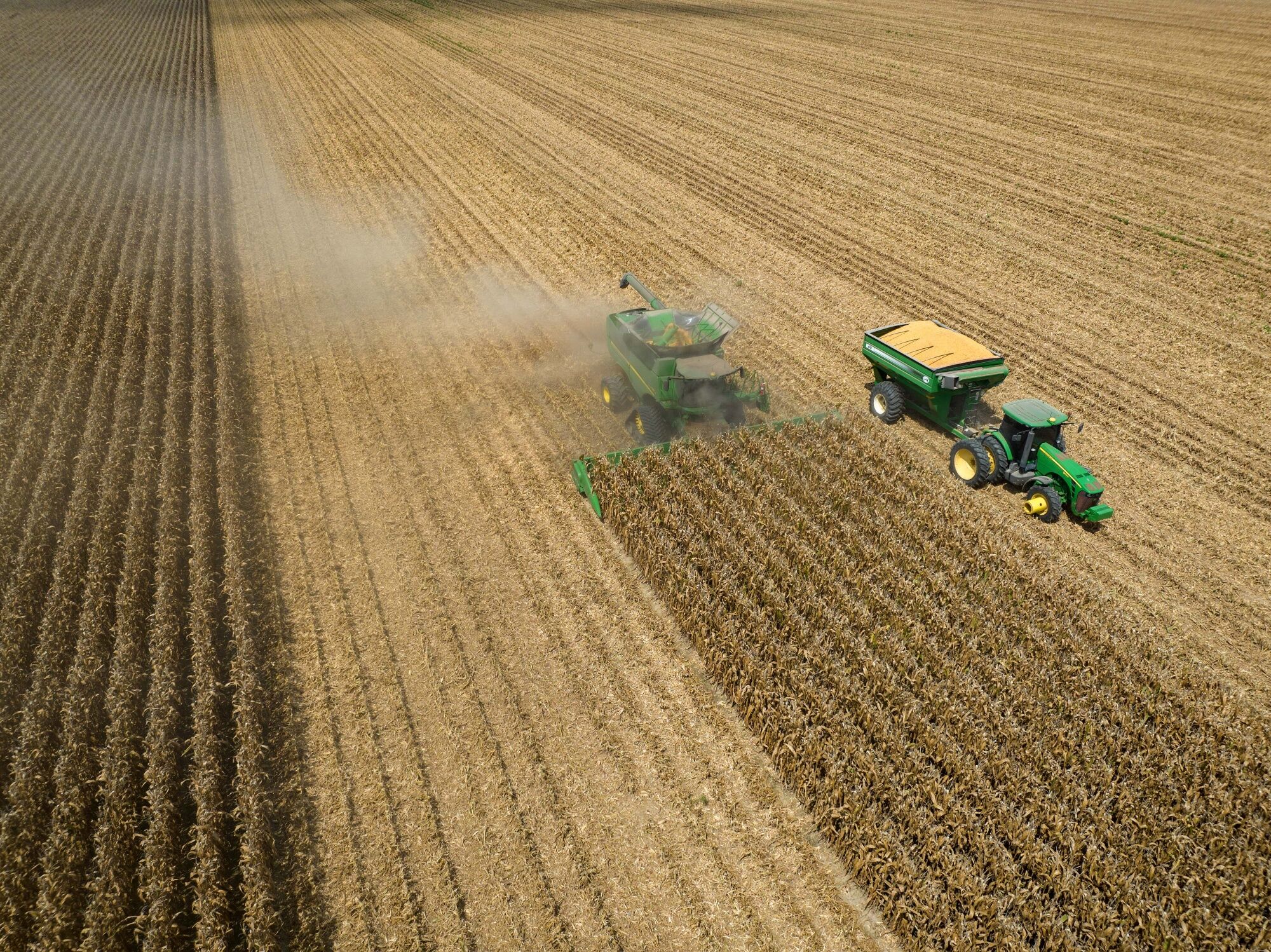 The price honeybees may pay for biofuel