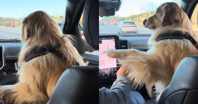 Golden retriever sits front row with grandpa during car ride