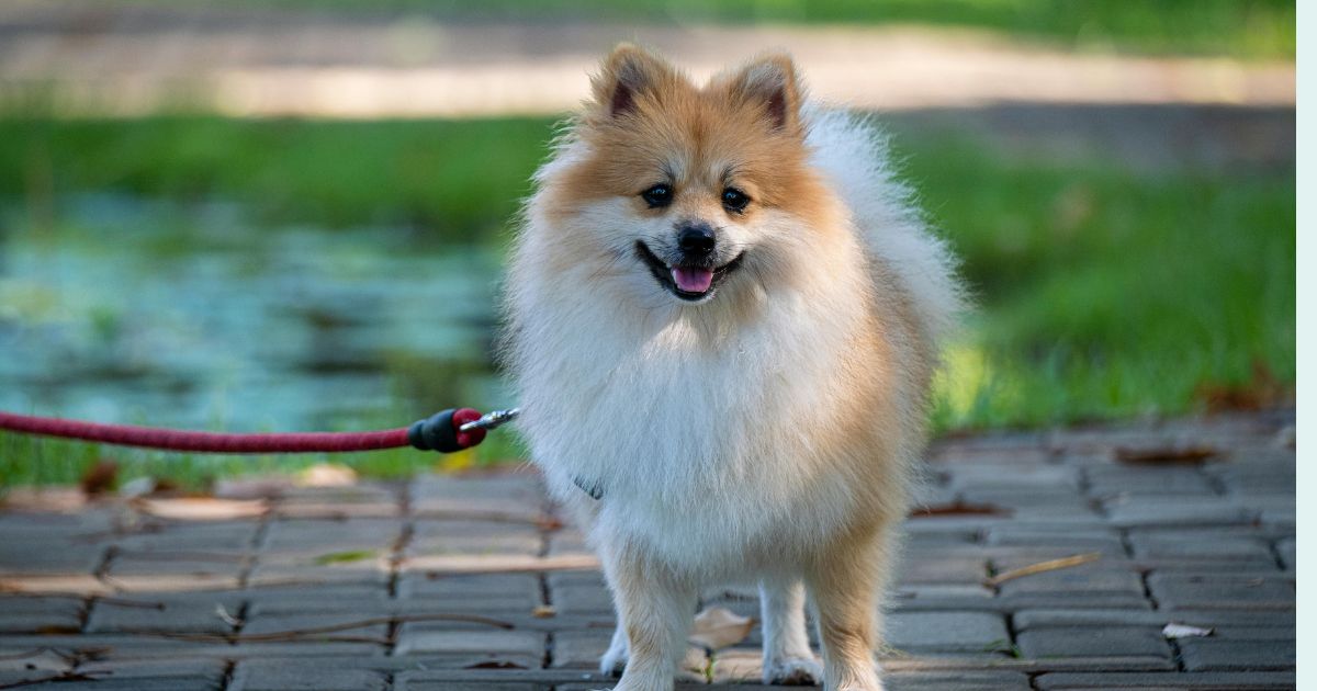 16 best small dog breeds that feel like big dogs in personality