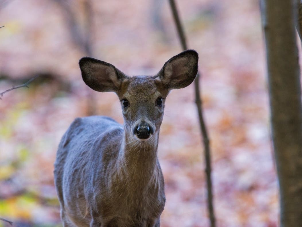 Controversial deer hunt is returning at 2 Essex County reservations in 2026