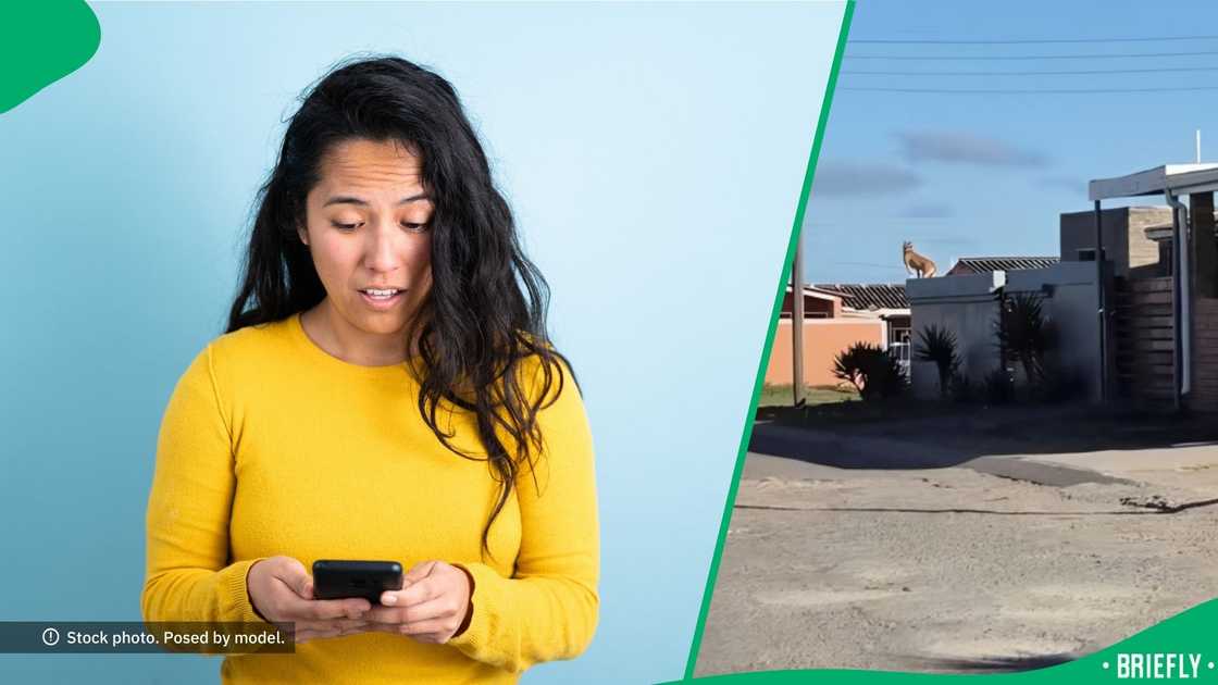 "Use another street, baba": Big dog scouting the neighbourhood divides ...