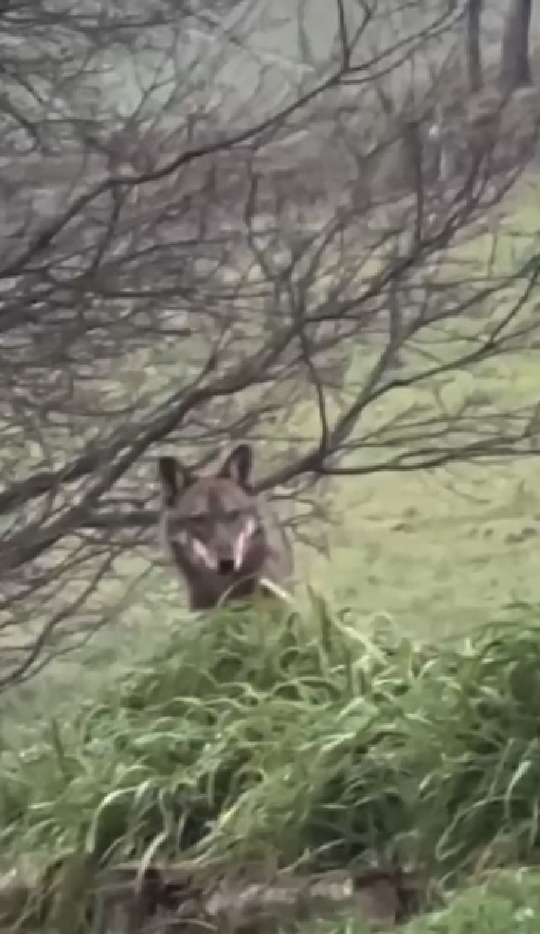 Wolf spotted in the Bologna hills, city council issues ordinance
