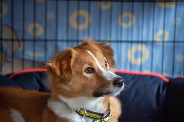 Dogs Trust issues advice for keeping pets settled during New Year fun