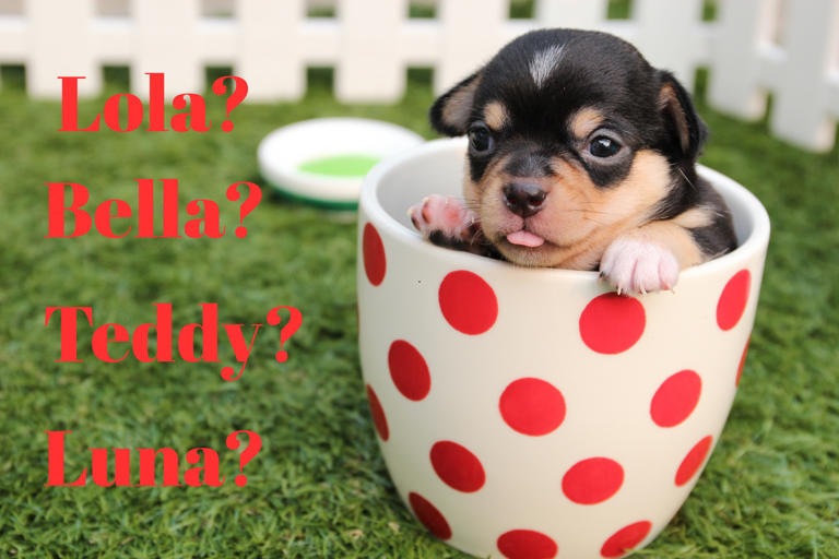 Top dog names 2026: Here are the 10 most popular adorable puppy names ...