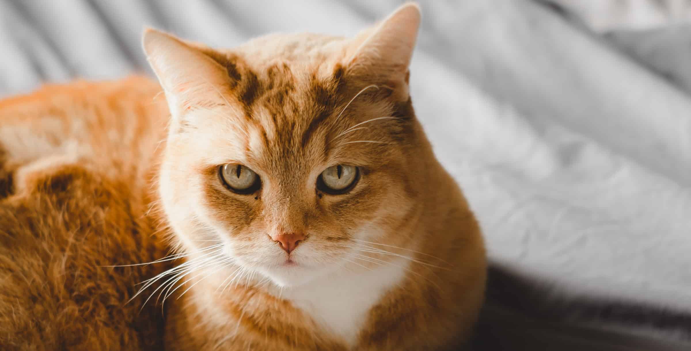 Male or female cat: How to choose the best fit for your home