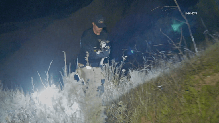 Dog survives 50-foot fall into Ventura County ravine, rescued by ...