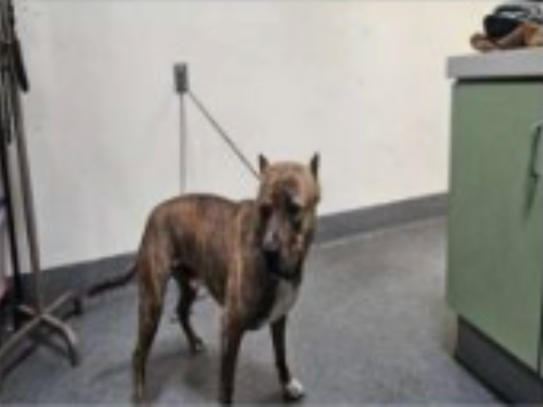 Cops trying to identify toddler left behind by car thief suspect