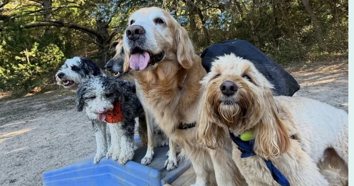 10 dog breeds known for reading human emotions almost instantly