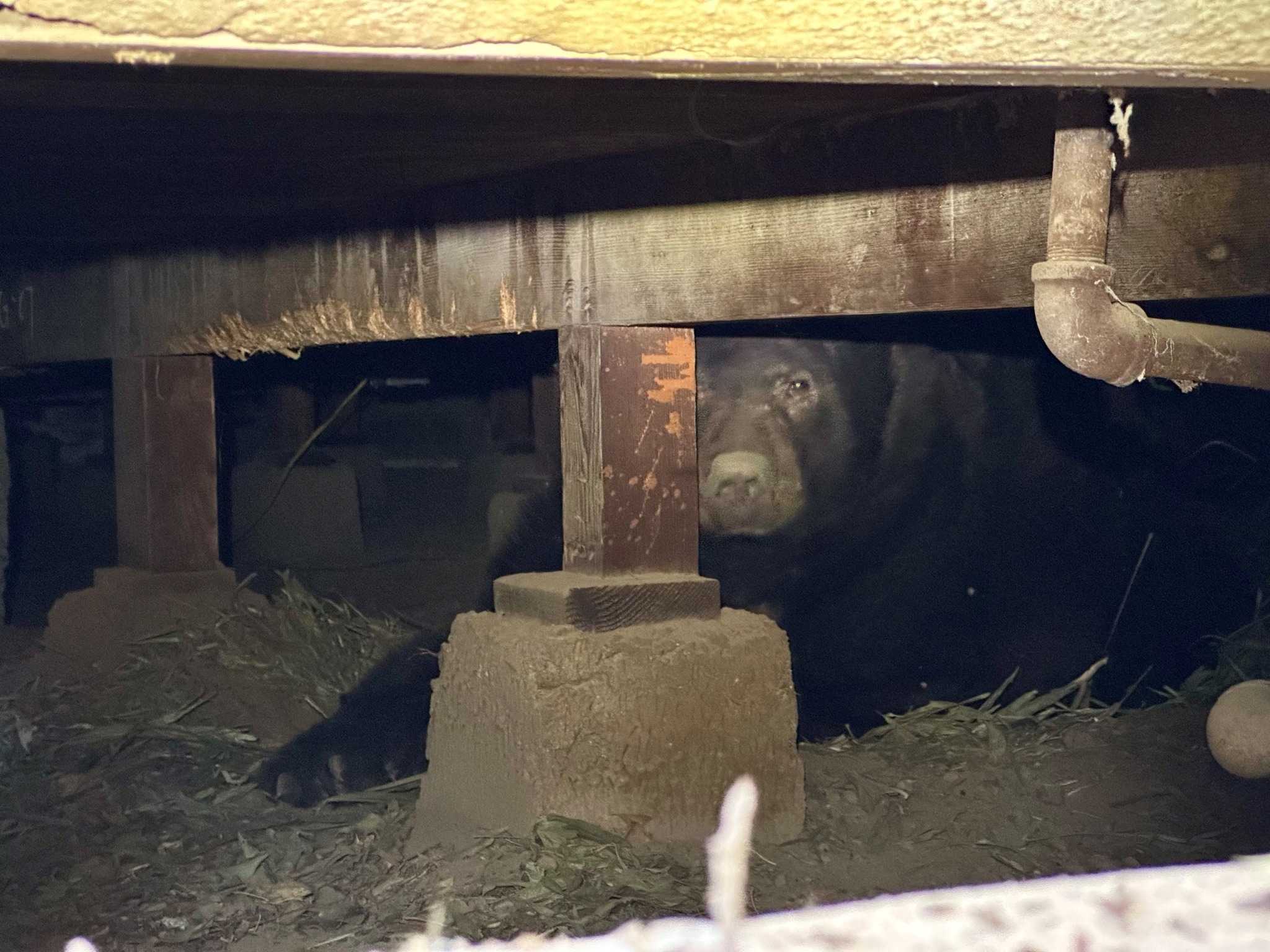 California man says bear refuses to leave home