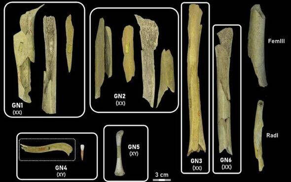 Grisly 45,000-year-old find suggests children may have been victims of ...