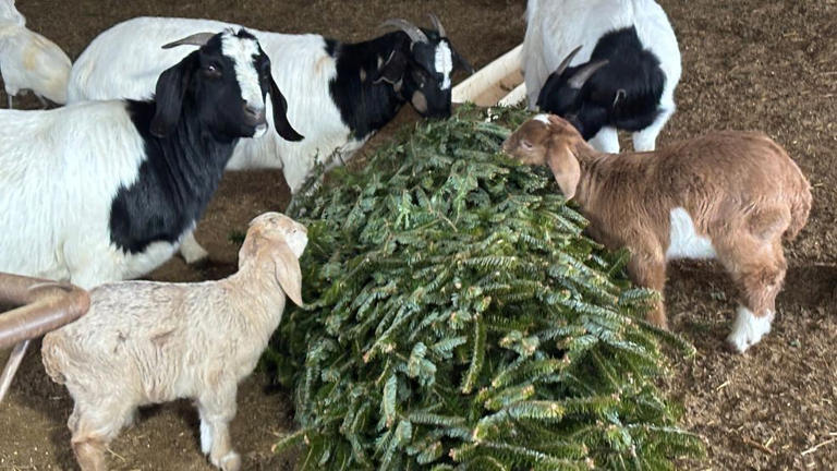 Groveport's Harrison Farm turns Christmas trees into sustainable goat ...