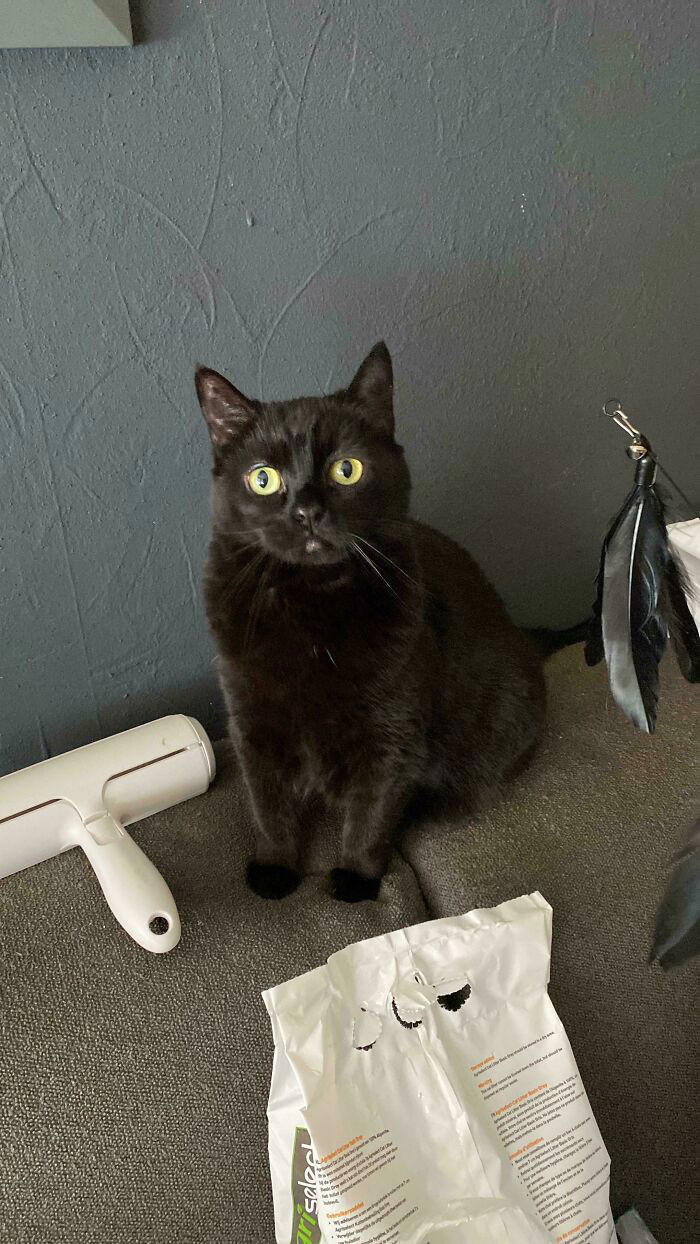 50 adorable pics of pets who found their forever home