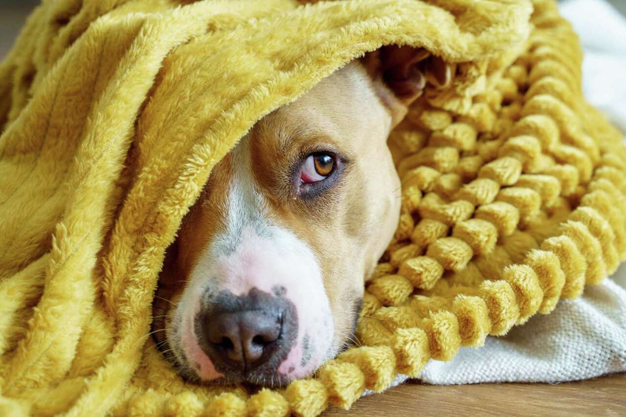 Fireworks anxiety: What Laredo pet owners should know before NYE