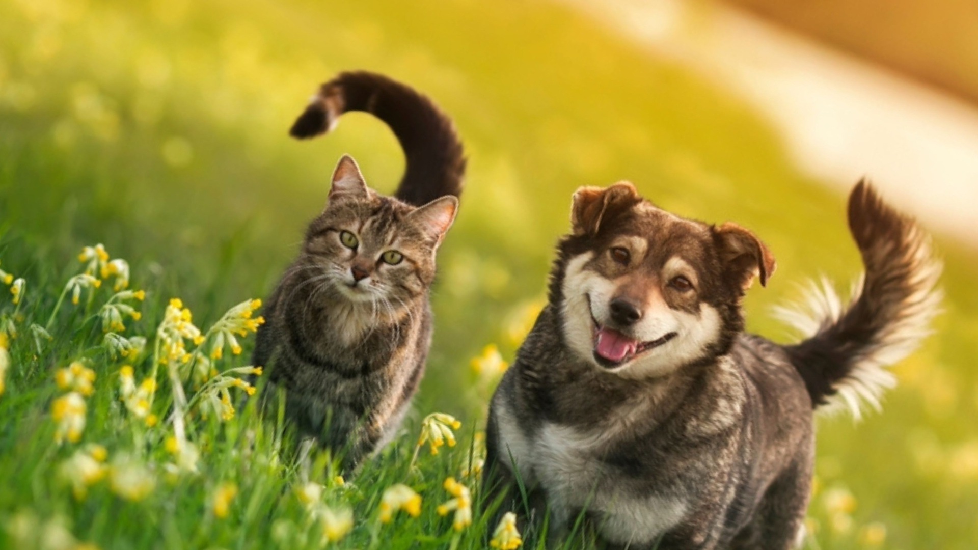 Cats vs. dogs – which pet is smarter according to science