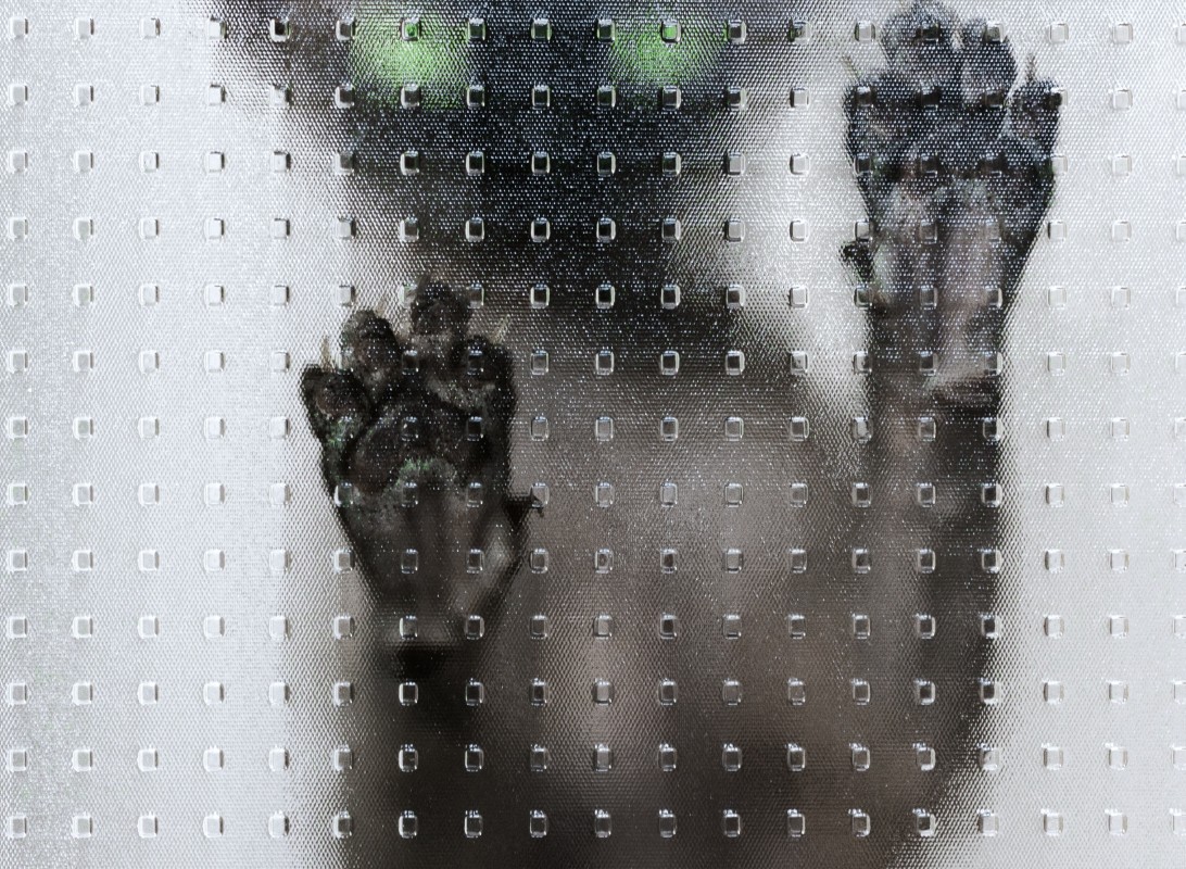 Mom cat teaches her kittens something very strange and they copy it ...