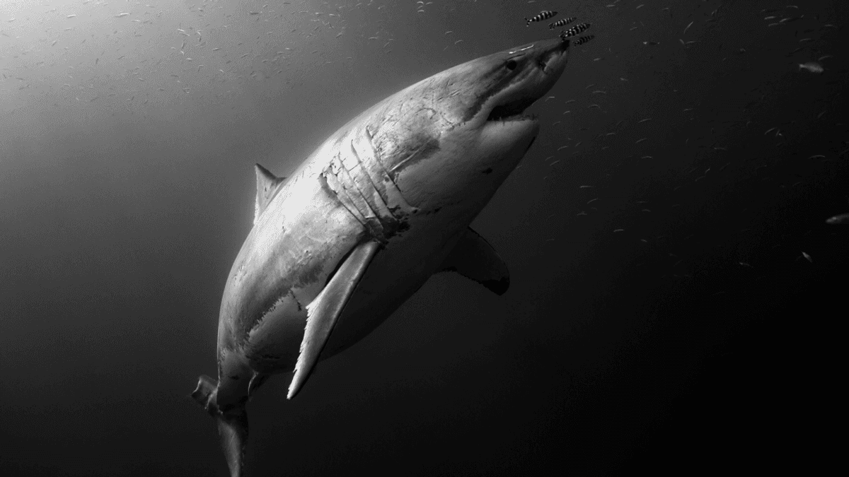 The ancient remains of a 3-ton shark indicate a new point of origin for ...
