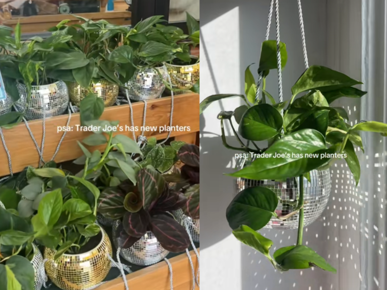 Trader Joe's viral disco ball planters are back just in time for New Year's