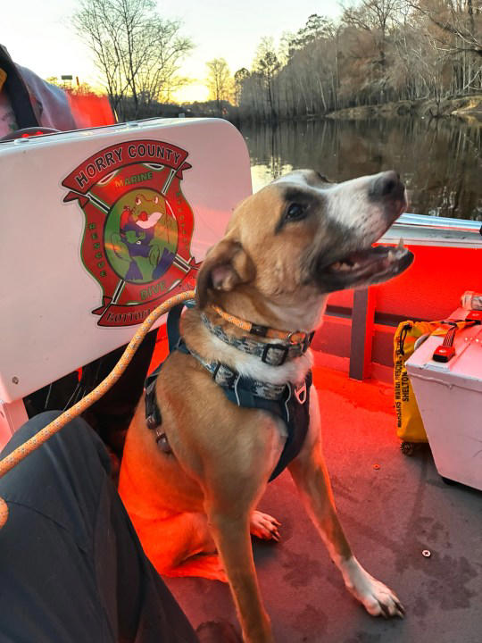 Horry County police, fire crews rescue dog from island on Waccamaw River