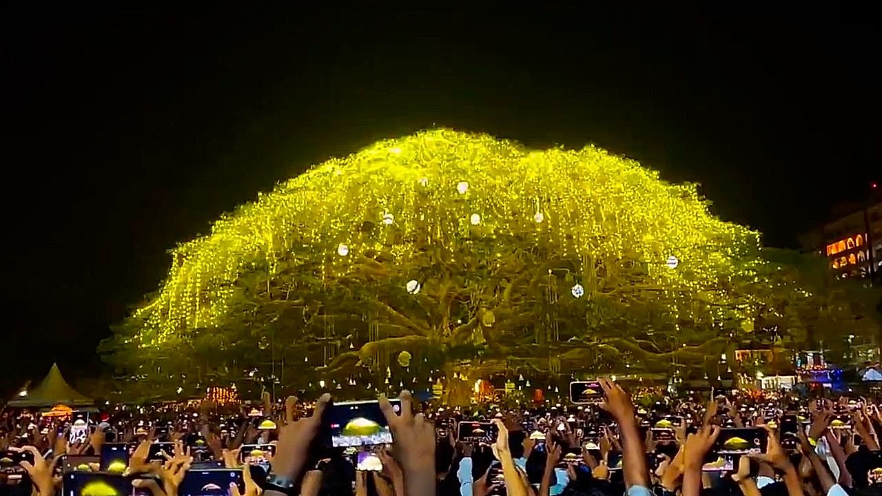 It looks like fantasy! A colossal 200-year-old tree is lit up with ...