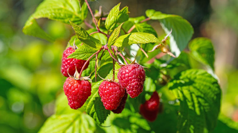 9 berry bushes that thrive in cold climates