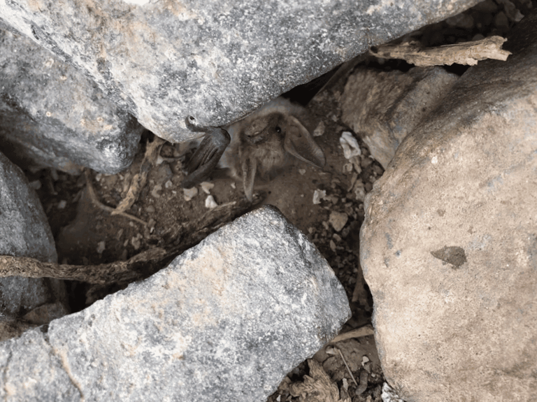 Up close with Mexico’s fish-eating bats: Interview with researcher José ...