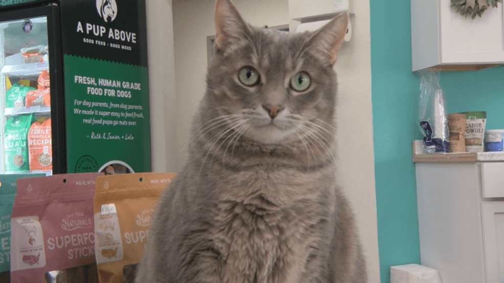 Tips to keep your pets calm on New Year's Eve