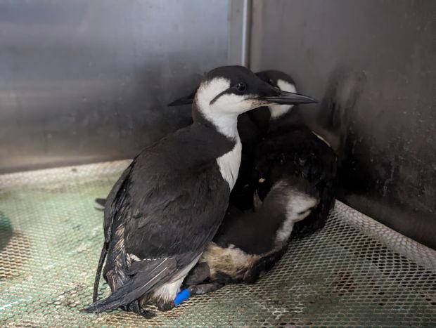 Holiday rescues: SPCA Monterey County helps injured eagle, oiled birds