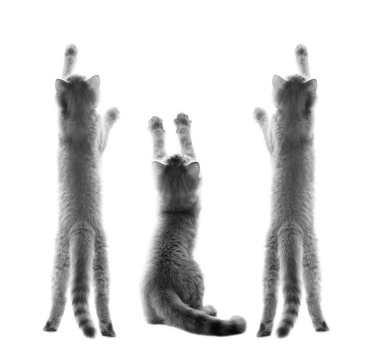 Mom cat teaches her kittens something very strange and they copy it ...