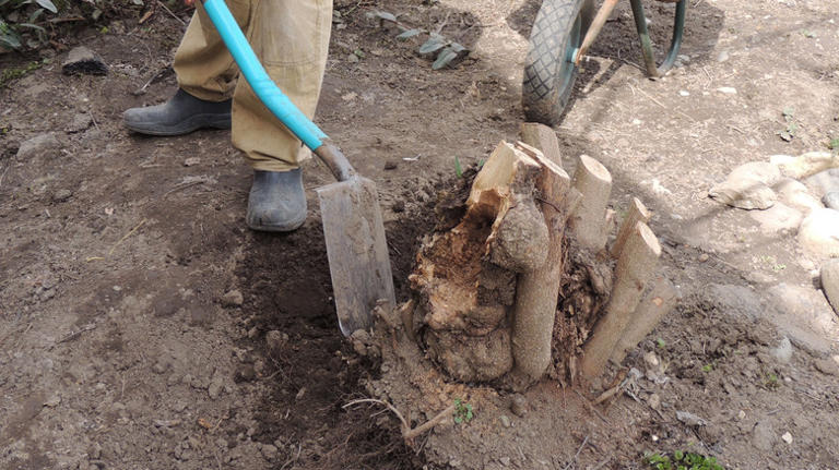 Removing an old tree stump from your yard is easier with these 11 tips ...