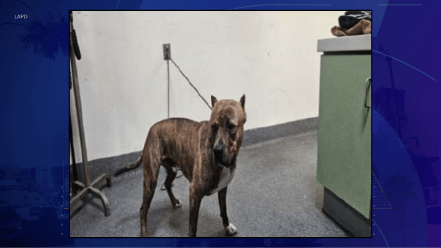 Mother arrested after toddler found with dog in abandoned car in Los ...