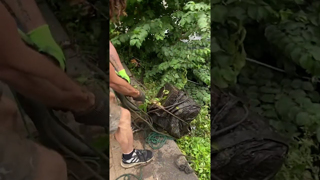 This thing is massive! #shorts