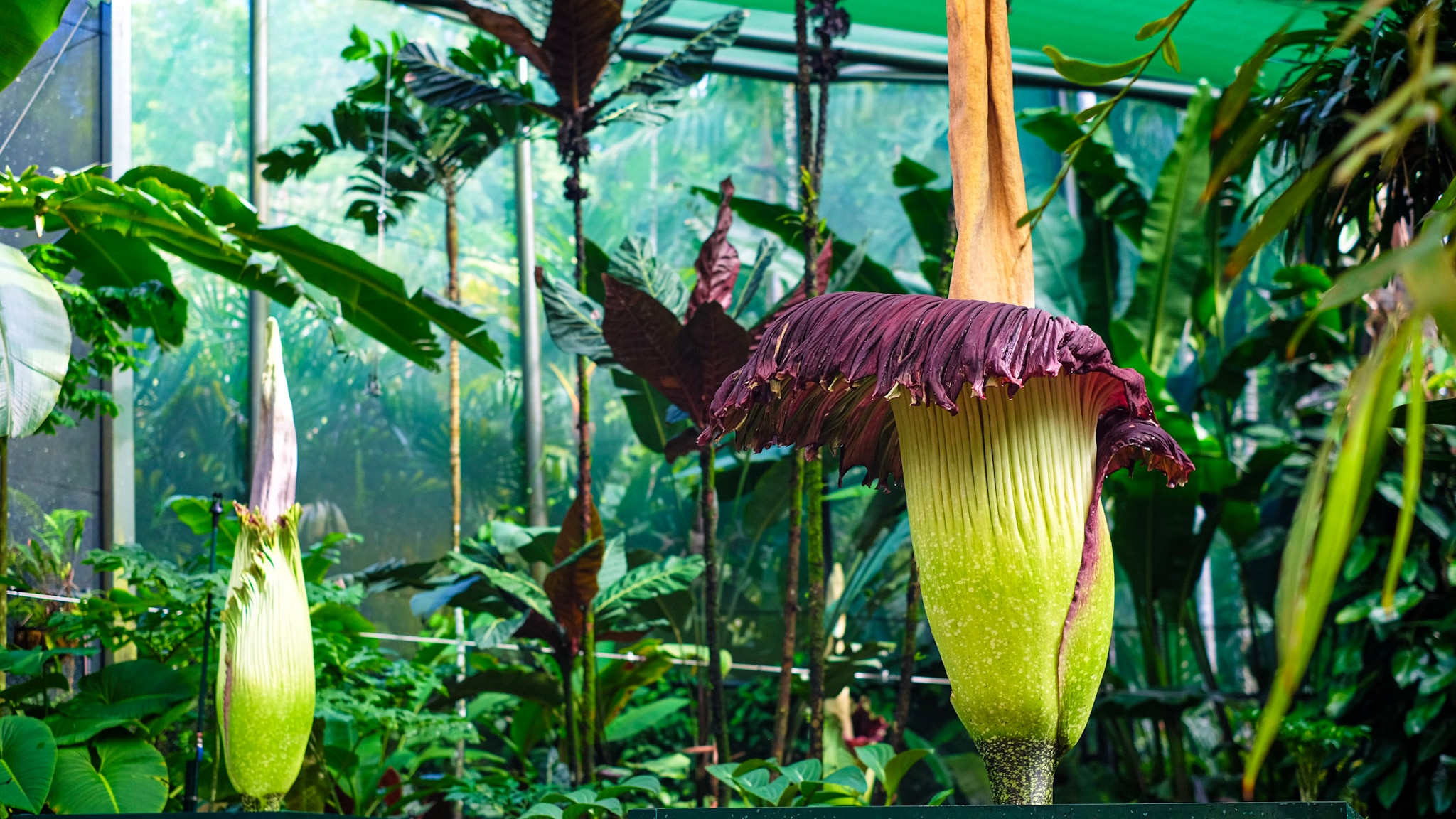 Four titan arum 'corpse flowers' to bloom in a week at Cairns Botanic ...