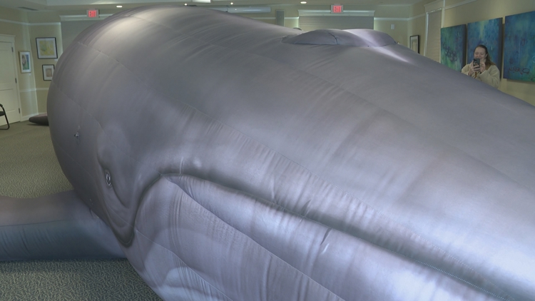Climb inside a whale: Maine wildlife educator teaches about ocean life ...