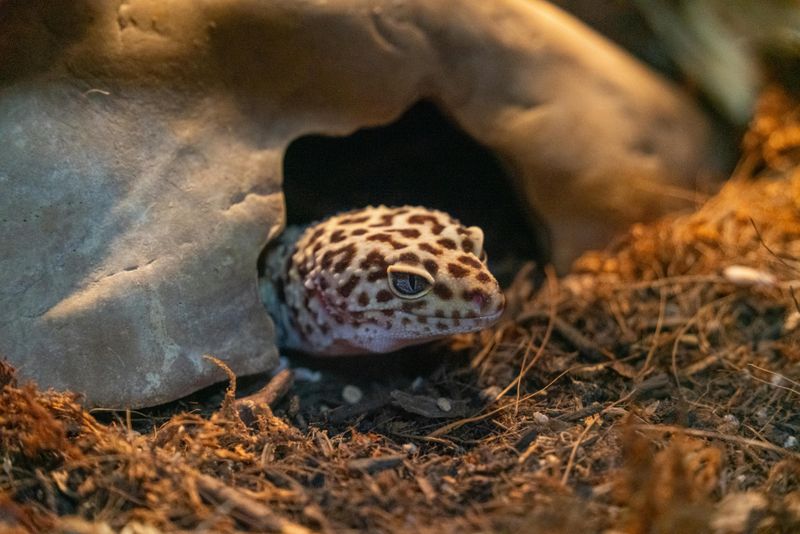 How to build an awesome DIY habitat for your pet reptile – budget ...