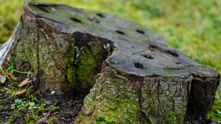 Removing an old tree stump from your yard is easier with these 11 tips ...
