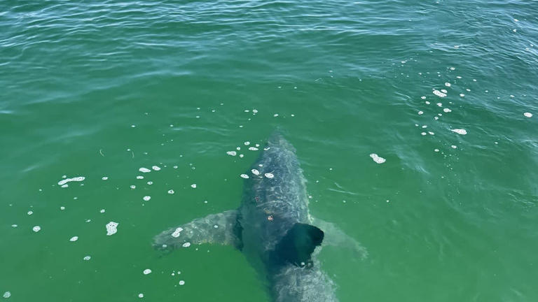 Tampa Bay captains say they saw a great white shark. Did they?