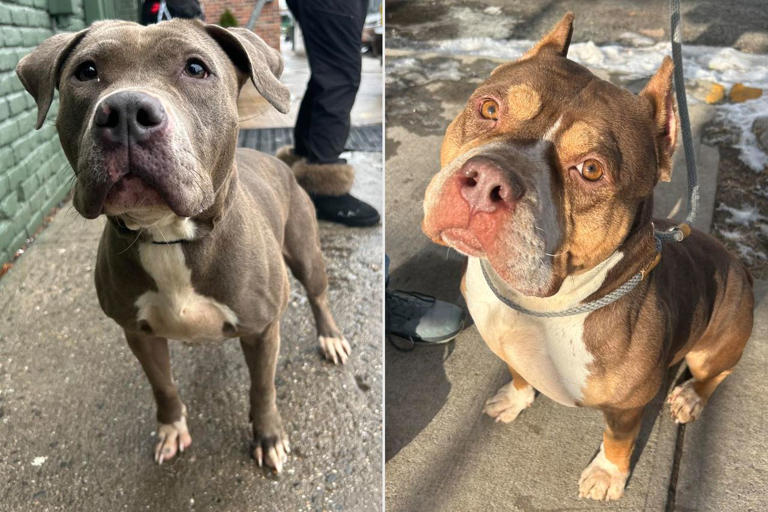 NJ community finds emergency foster homes for 30 dogs after snowfall ...