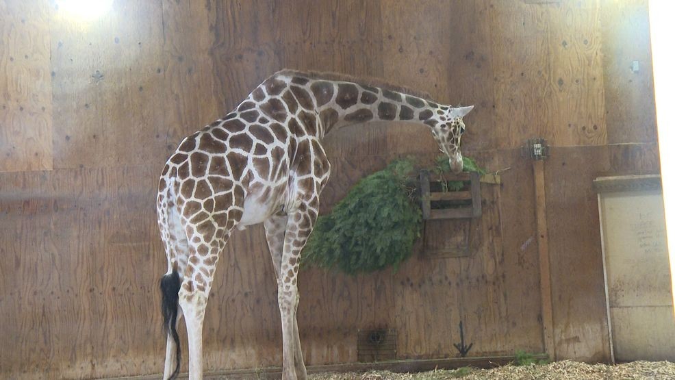 Cleaning for the new year? The animals at Claws N' Paws want your ...