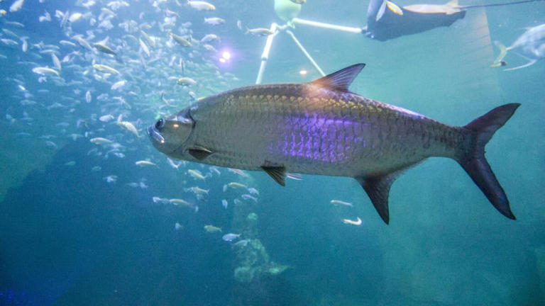 Life after Winter the dolphin in Clearwater, an aquarium tale
