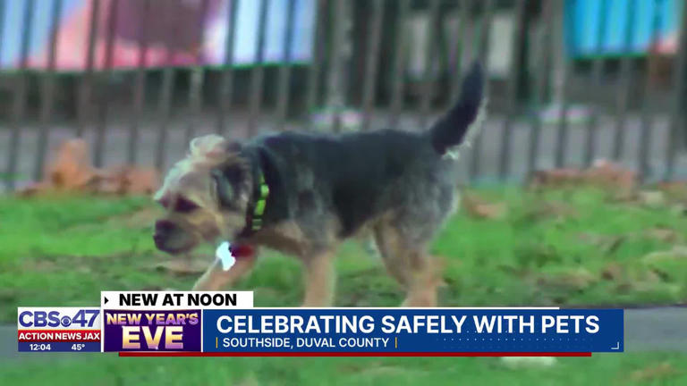 Veterinarian stresses making plan for pets before NYE celebrations