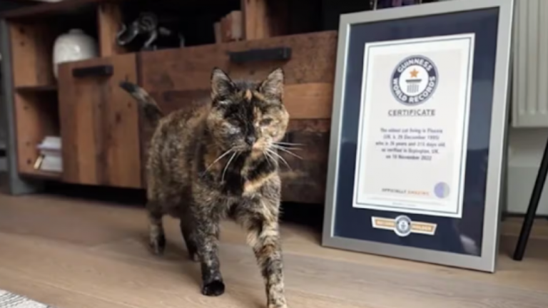 Flossie, chatte de 30 ans, repousse les limites du temps : « Elle est ...