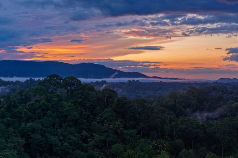 Mongabay’s most popular stories of 2025