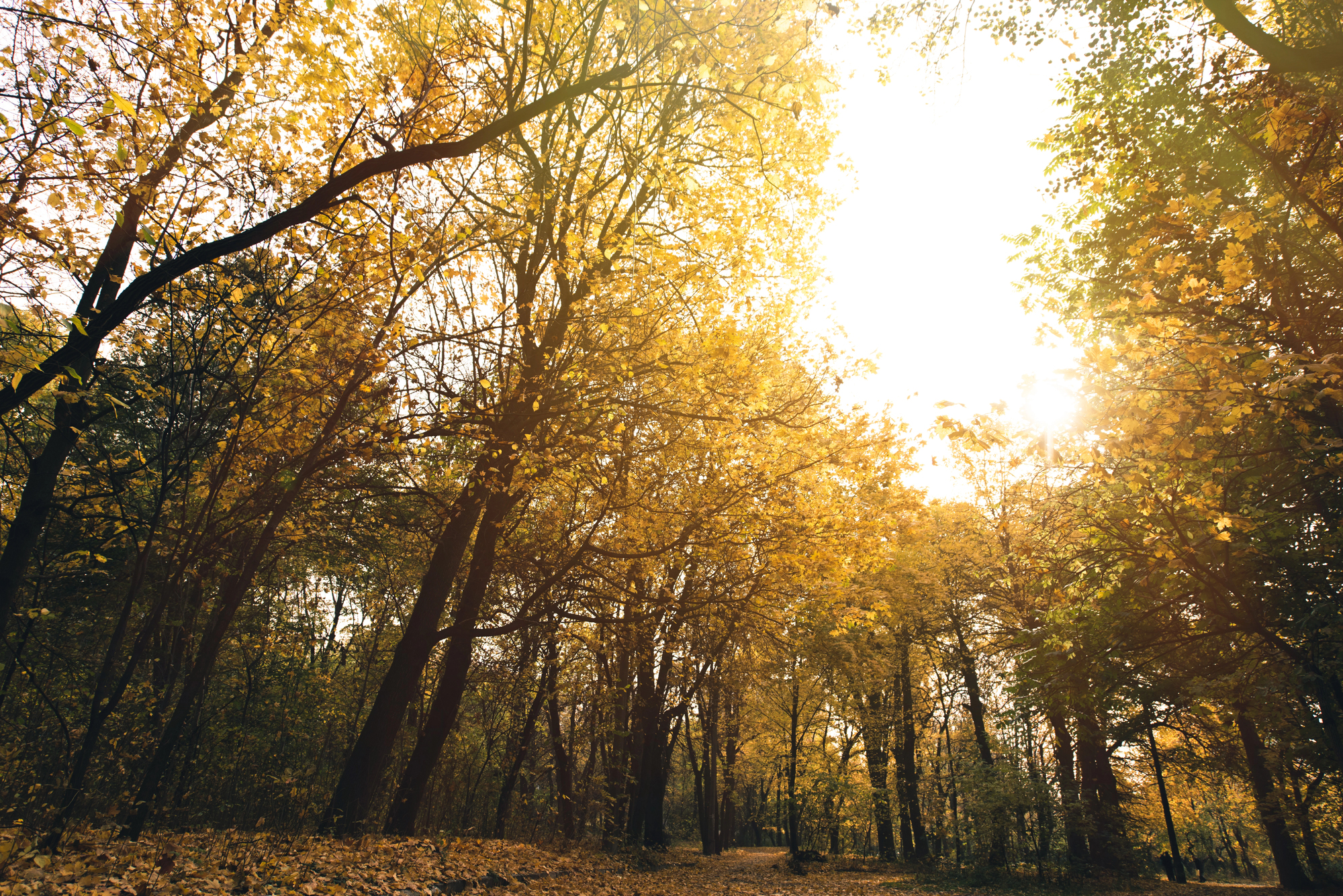 Trees that are older than recorded history