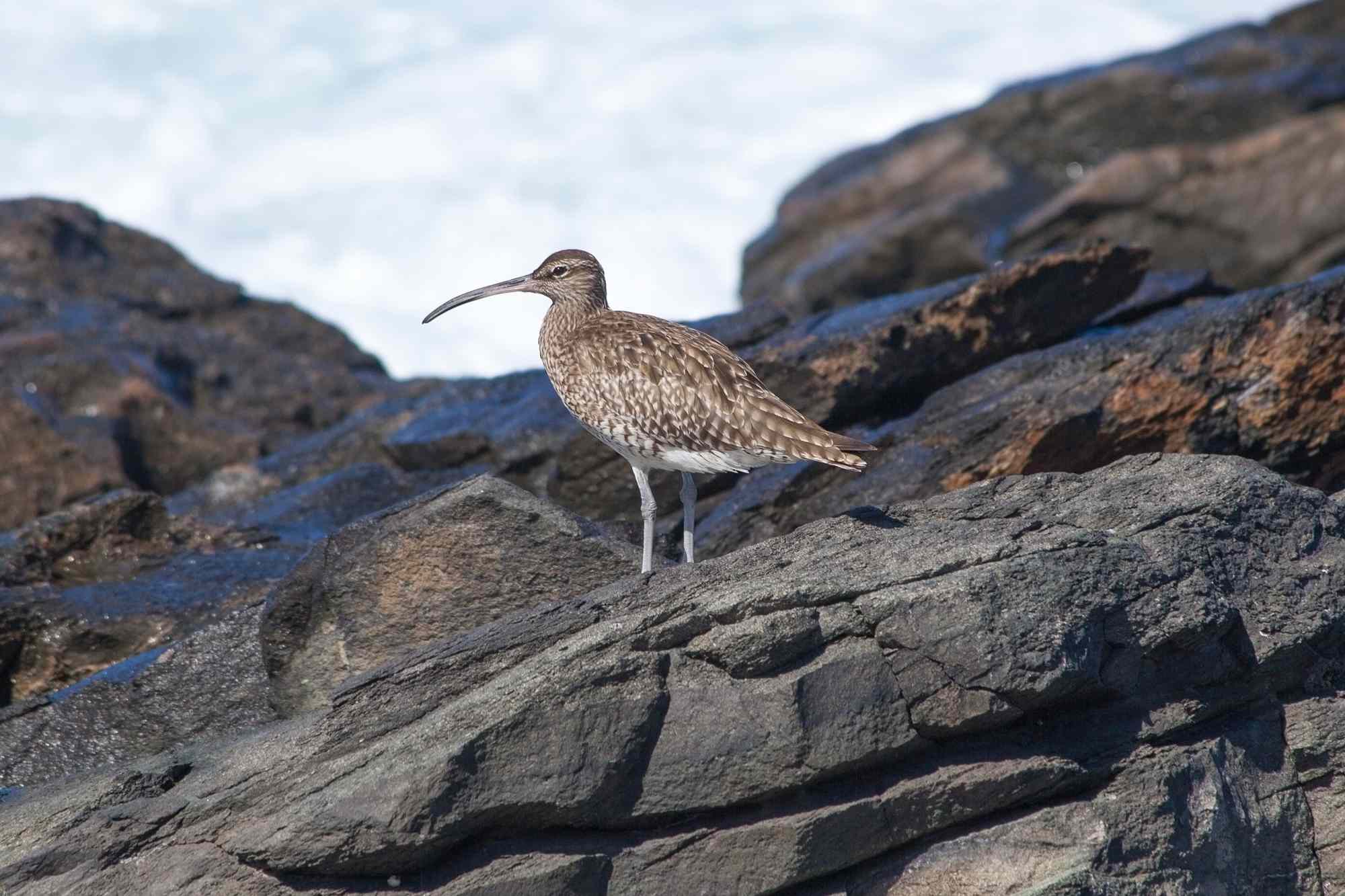 Christmas Island shrew and slender-billed curlew among the 'sobering ...