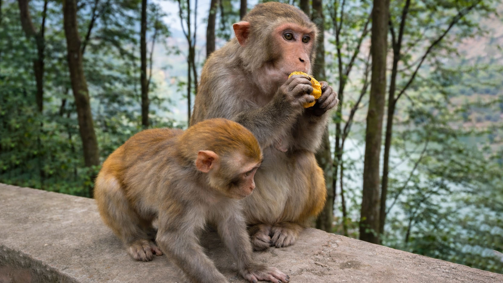 Adorable baby monkey asking for food