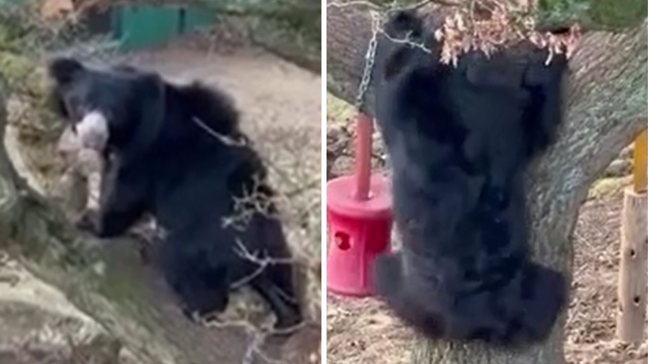 Adorable moment Edinburgh Zoo’s new sloth bear tries to get down after ...