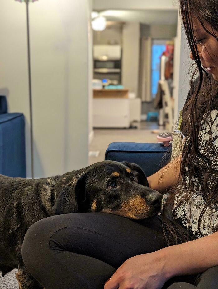 50 adorable pics of pets who found their forever home