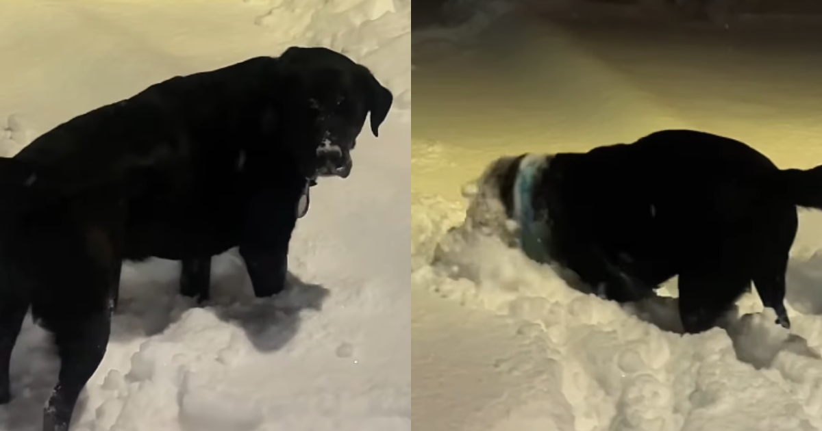 Video: Labrador can't stop making snow art