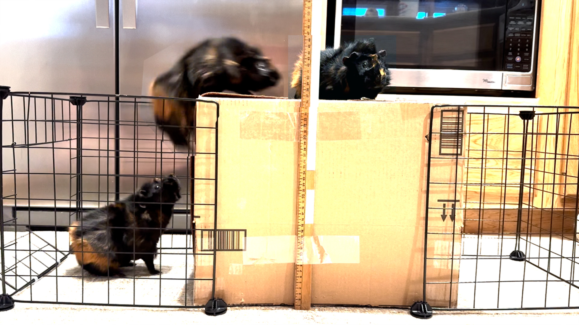 Highest platform jump by a guinea pig 36 cm (14.17 in) by Bob