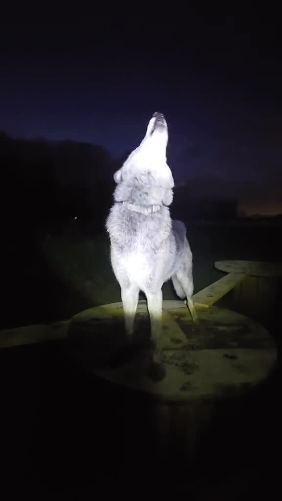 Wolf howls into the night right in front of the camera